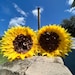 Sunflower Pinata Flower Theme - Etsy