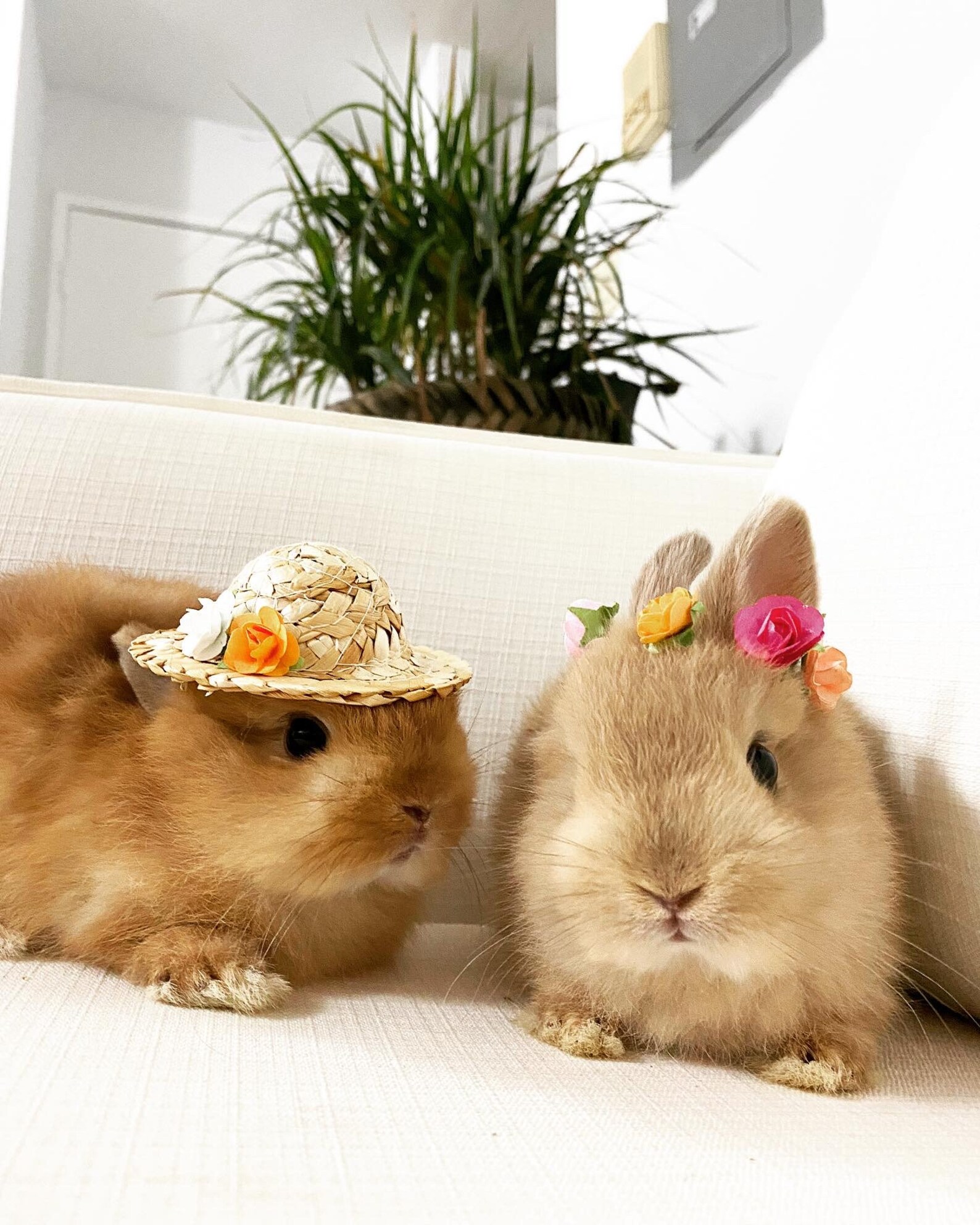 Straw Hat for Bunnies and Other Furry Friends | Etsy