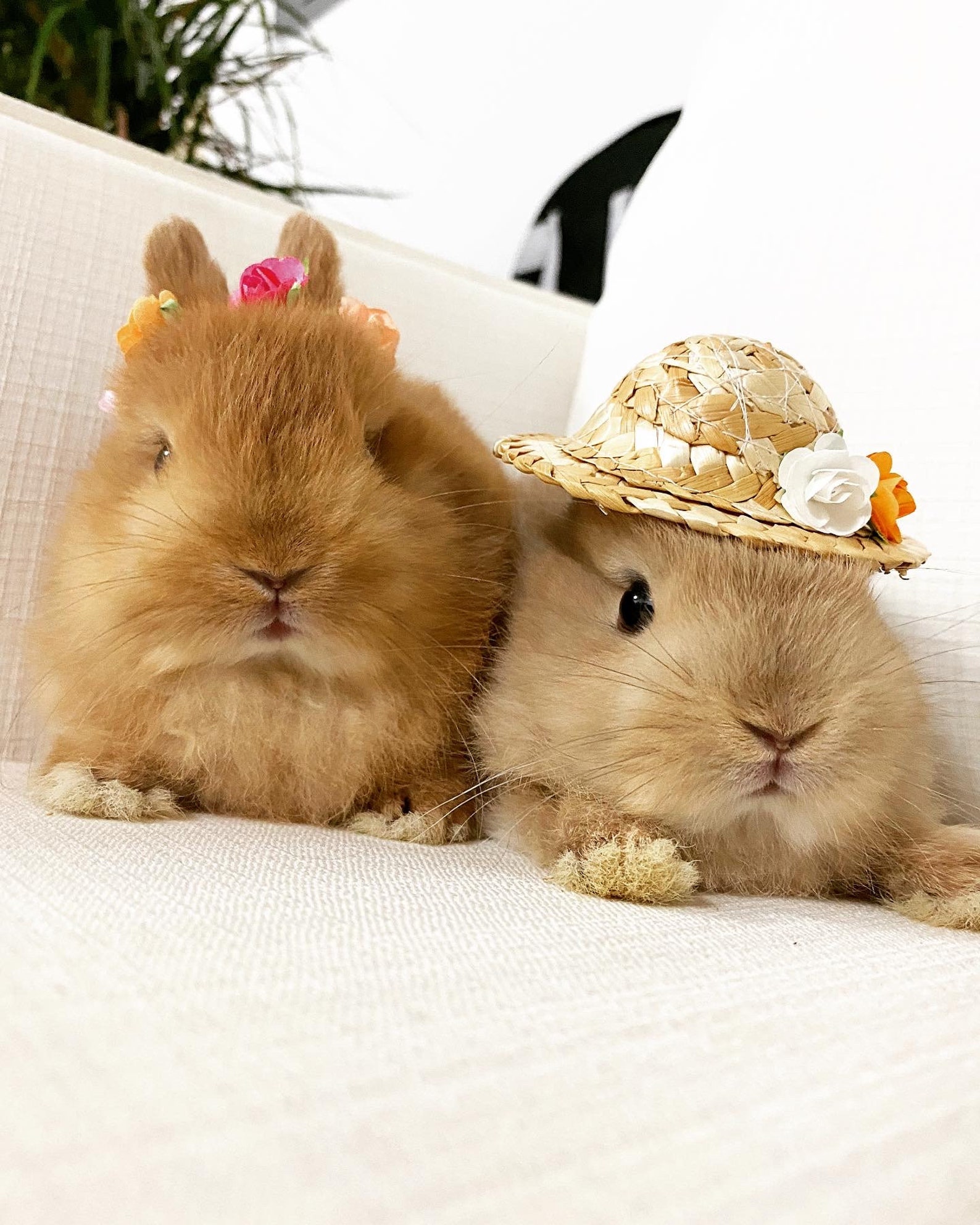 Straw Hat for Bunnies and Other Furry Friends | Etsy