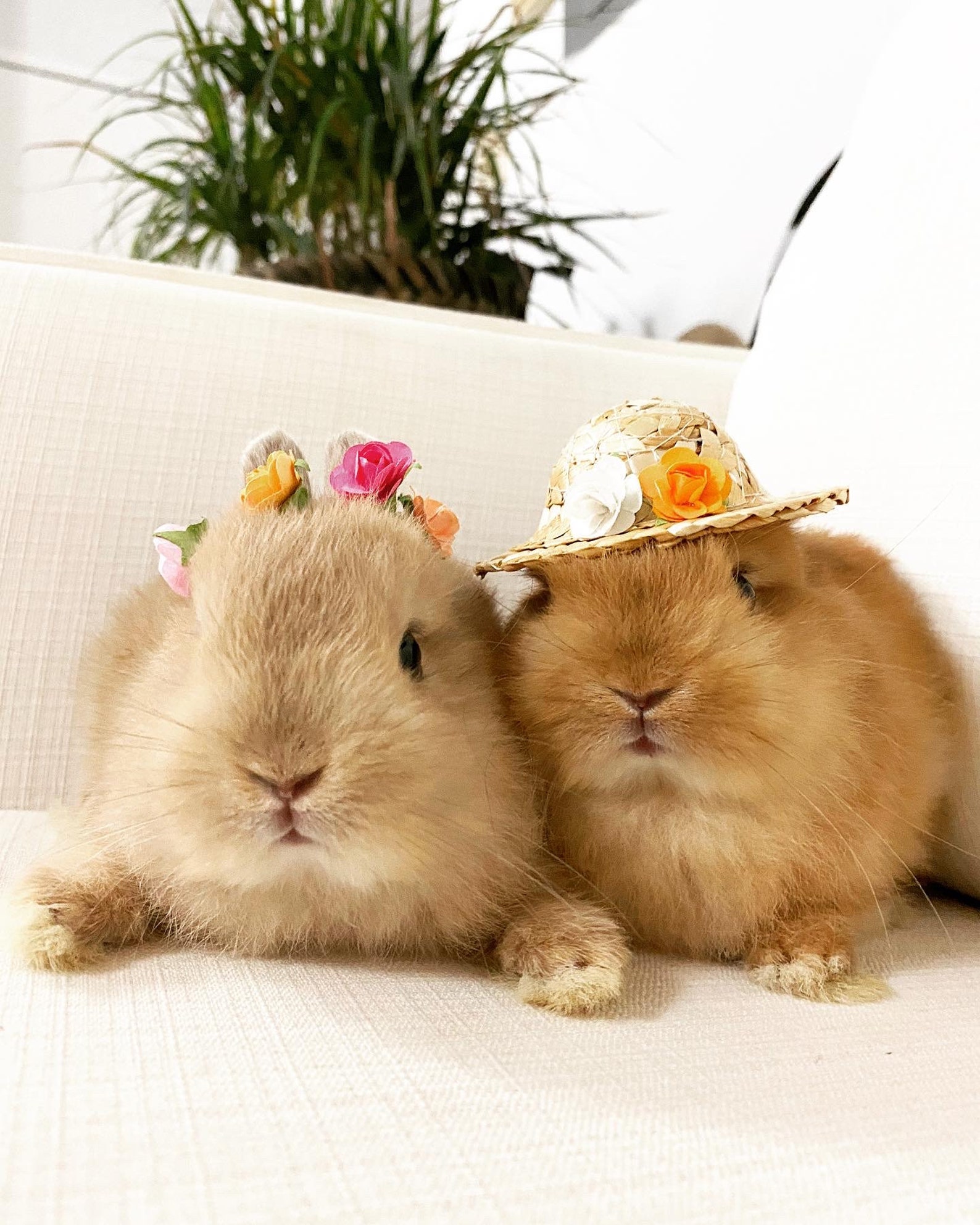 Straw Hat for Bunnies and Other Furry Friends | Etsy