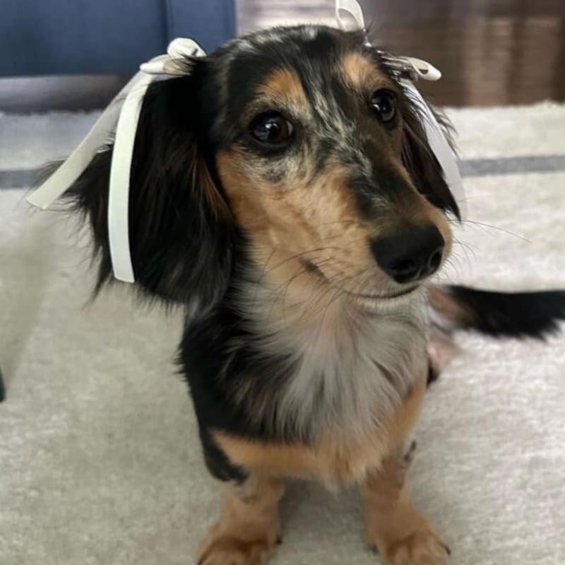 Dog Hair Bow Satin - Etsy