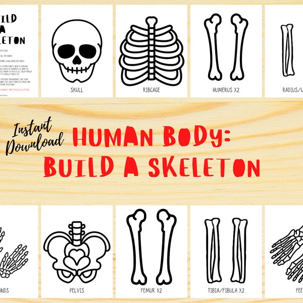 Halloween Life Size Skeletons - Etsy