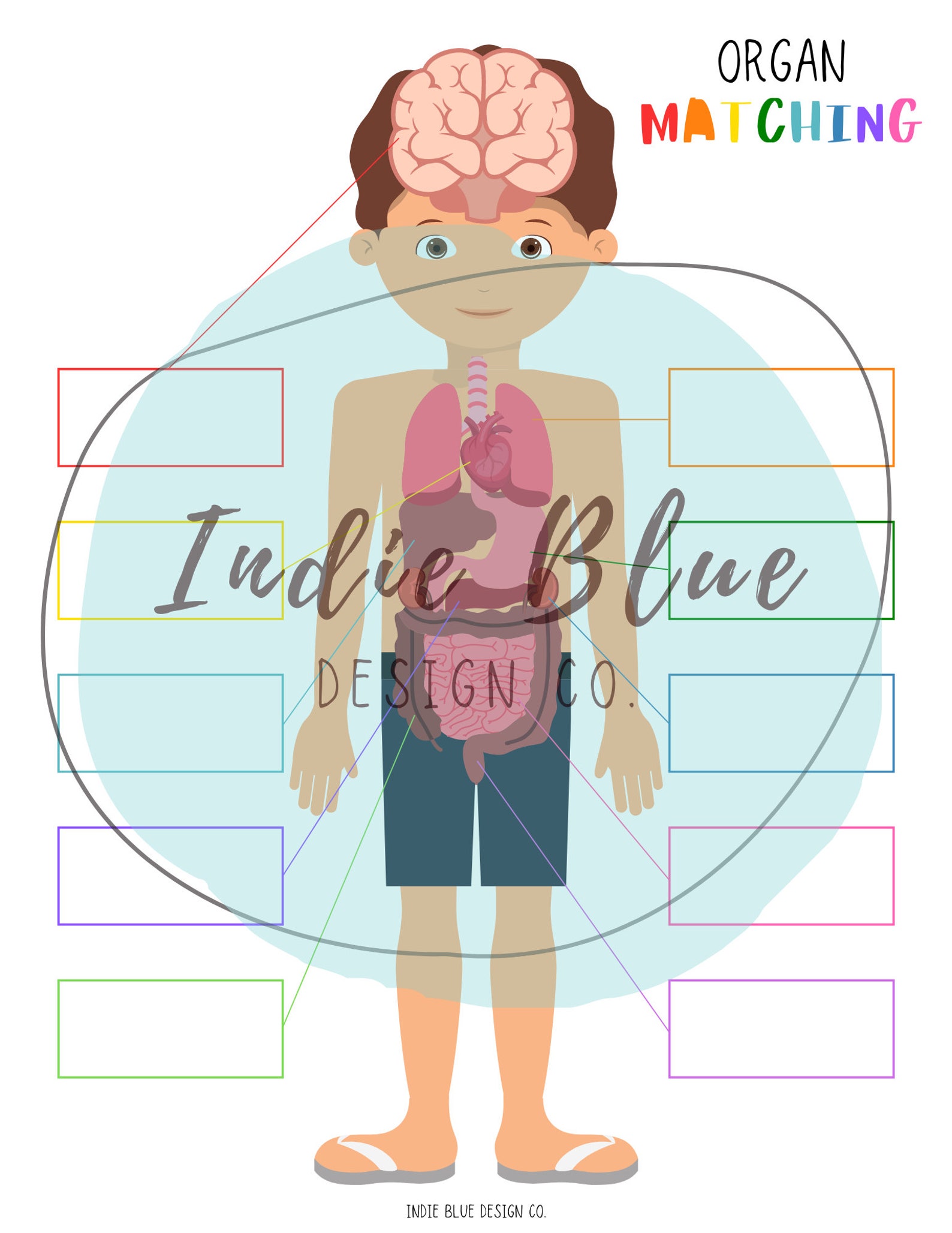 Human Body Study, Organ Matching Version 2, Human Body for Kids, Human ...