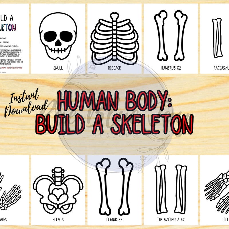 Bones of the Body Posters - Etsy