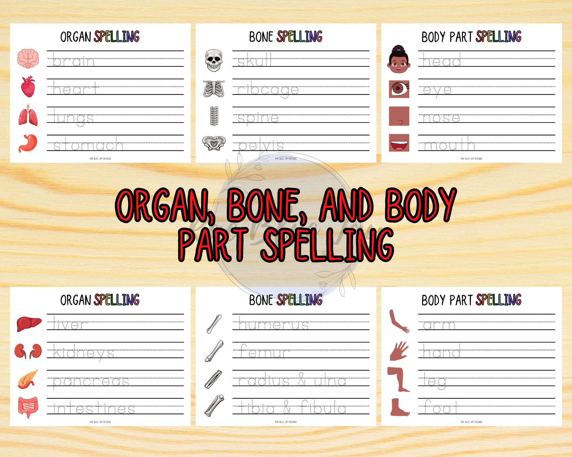 Human Body Unit Study, Human Body Bundle, Learn About the Body, Instant ...