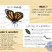 Butterfly Unit Study INSTANT DOWNLOAD, Life Cycle of a Butterfly, Kids ...