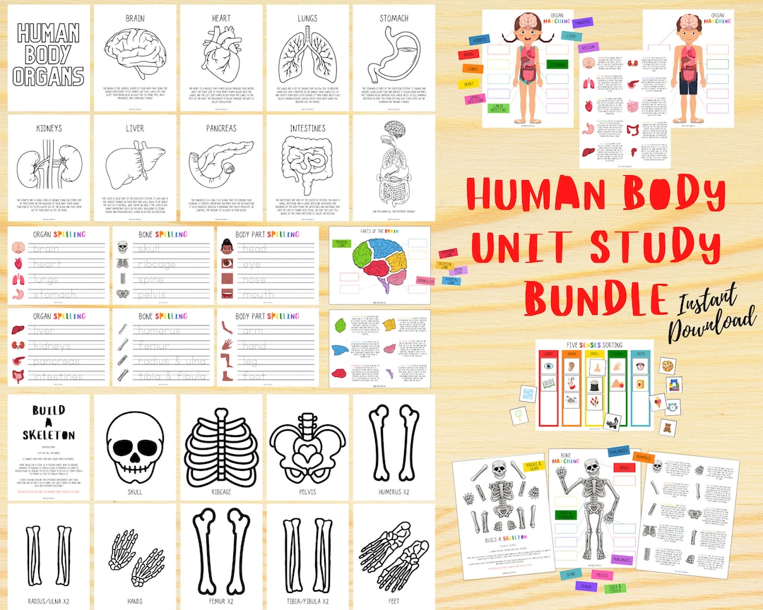 Human Body Unit Study, Human Body Bundle, Learn About the Body, Instant ...