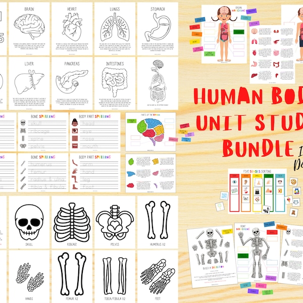 Human Body - Etsy