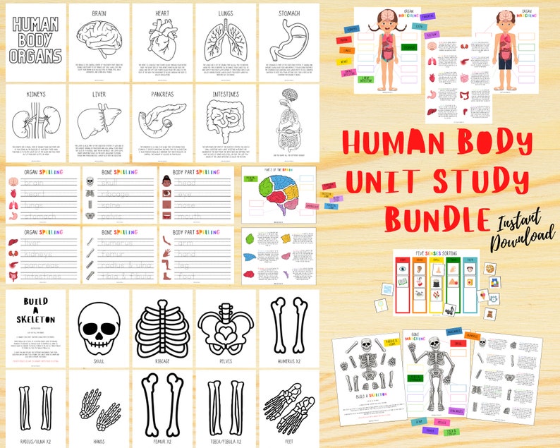 Human Body Unit Study, Human Body Bundle, Learn About the Body, Instant ...