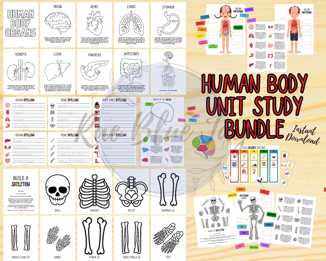 Human Body Unit Study, Human Body Bundle, Learn About the Body, Instant ...