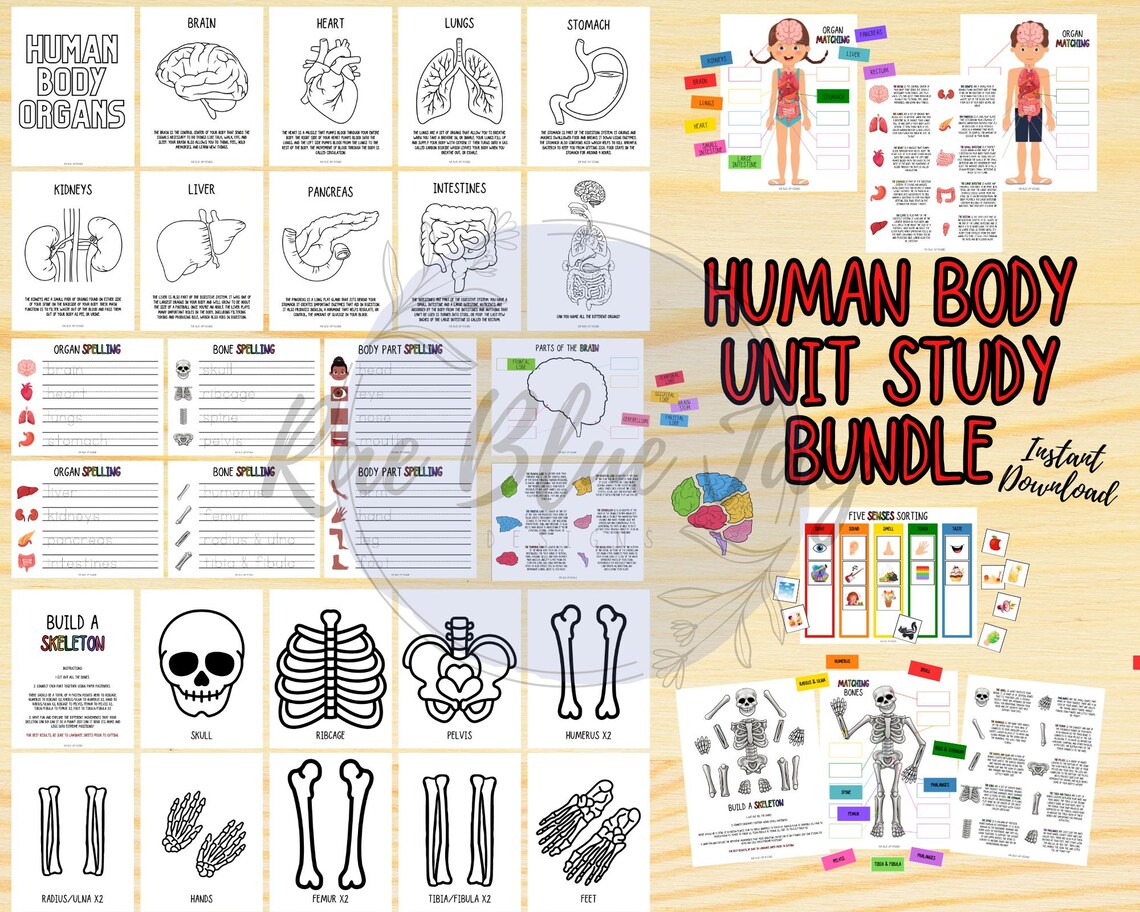 Human Body Unit Study, Human Body Bundle, Learn About the Body, Instant ...