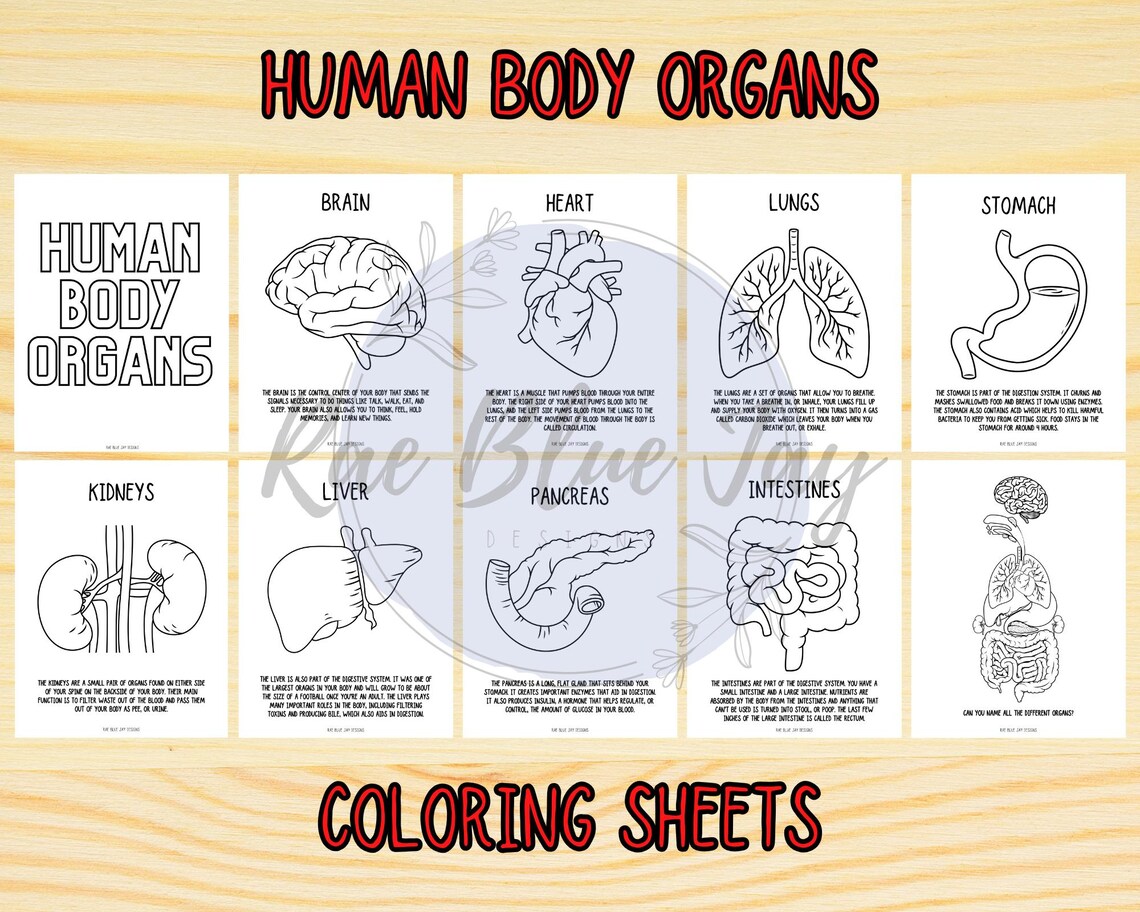 Human Body Unit Study, Human Body Bundle, Learn About the Body, Instant ...