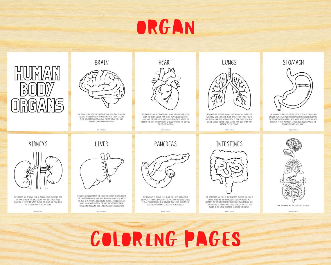 Human Body Unit Study Human Body Bundle Learn About the - Etsy