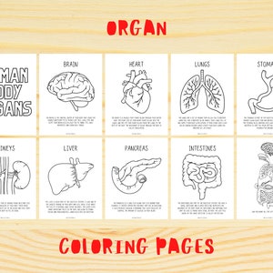 Human Body Unit Study, Human Body Bundle, Learn About the Body, Instant ...