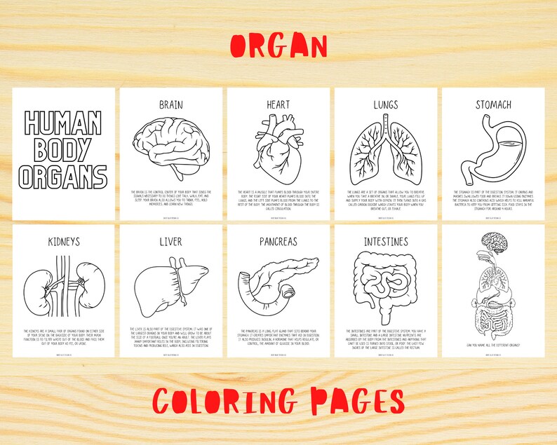 Human Body Unit Study, Human Body Bundle, Learn About the Body, Instant ...