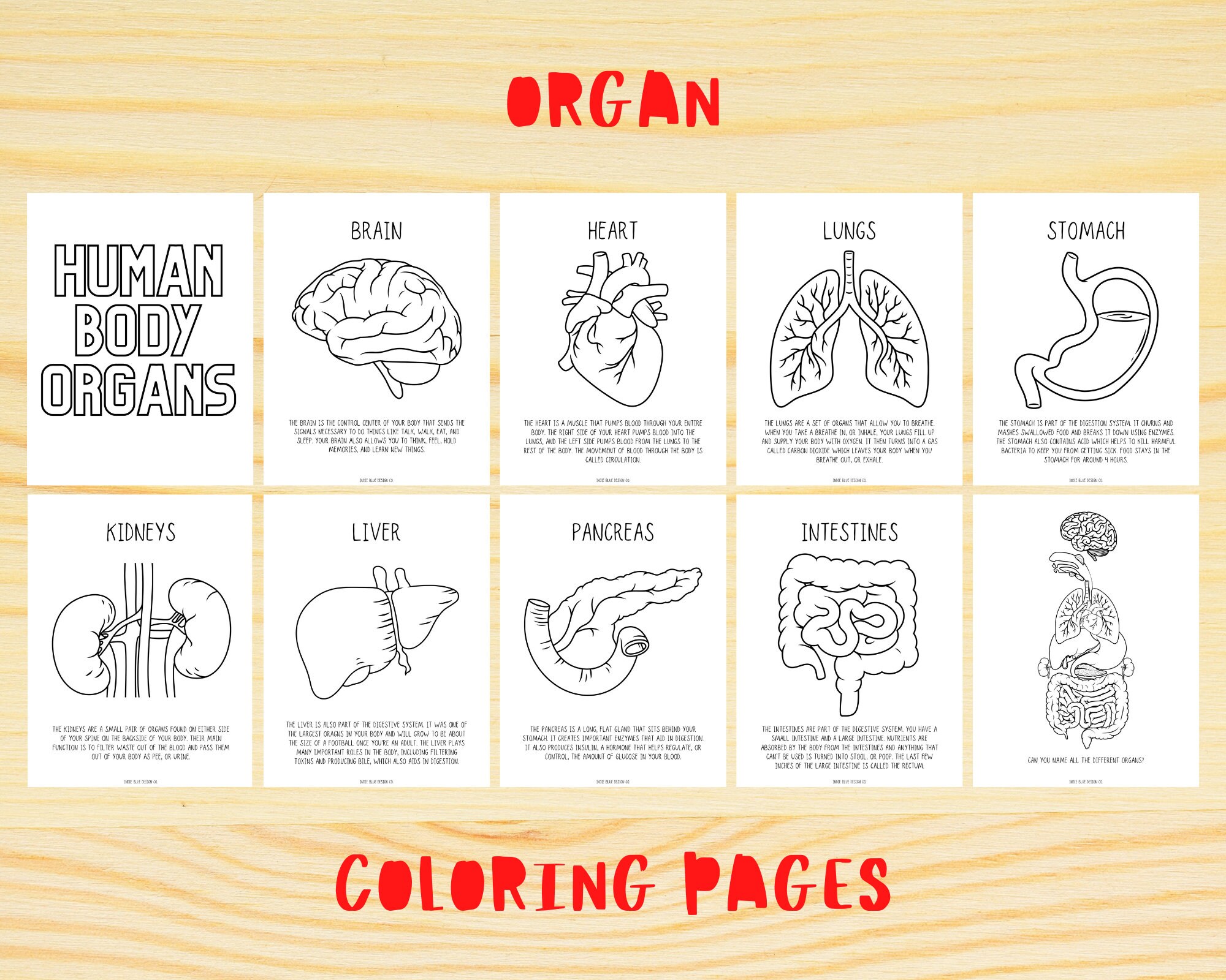 Human Body Unit Study Human Body Bundle Learn About the - Etsy