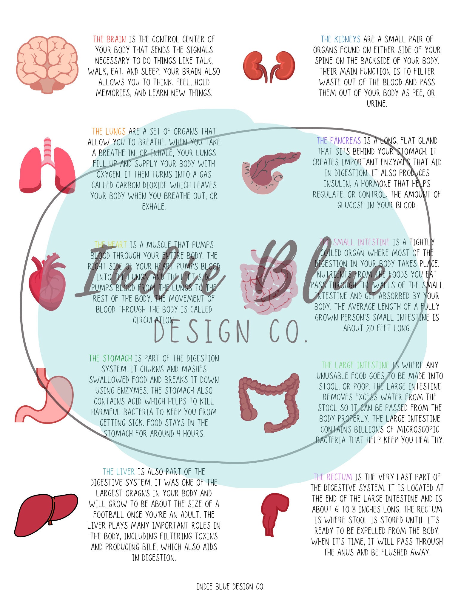 Human Body Study, Organ Matching Version 2, Human Body for Kids, Human ...