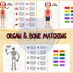 Human Body Unit Study, Human Body Bundle, Learn About the Body, Instant ...