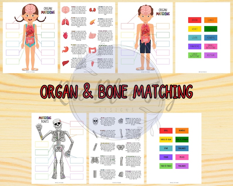 Human Body Unit Study, Human Body Bundle, Learn About the Body, Instant ...