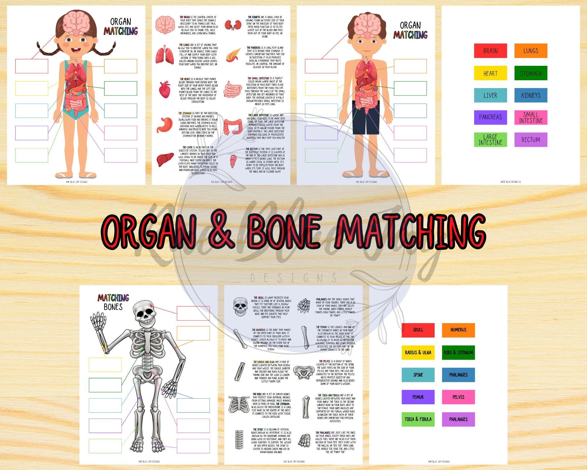 Human Body Unit Study, Human Body Bundle, Learn About the Body, Instant ...
