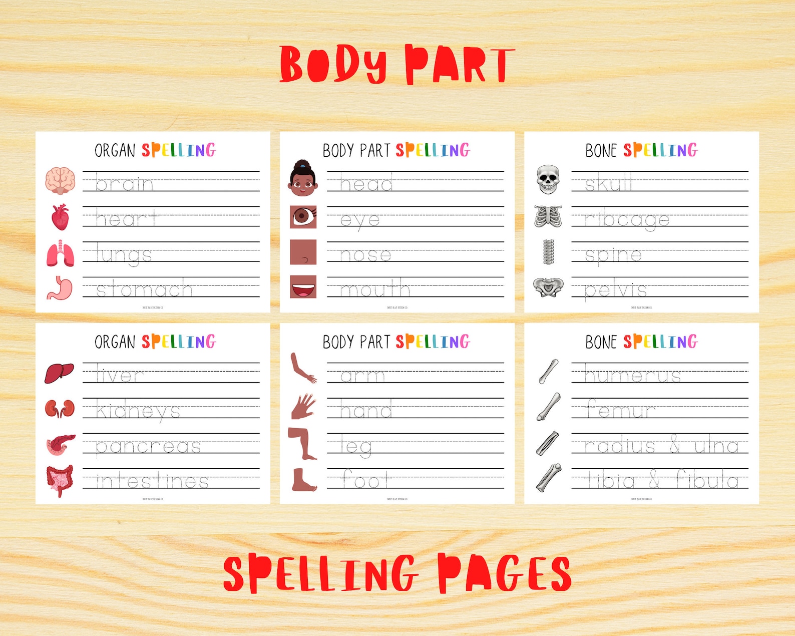 Human Body Unit Study Human Body Bundle Learn About the - Etsy
