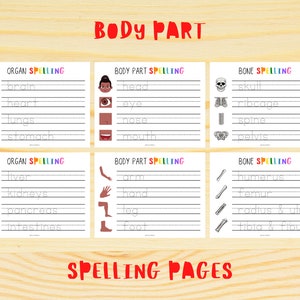 Human Body Unit Study, Human Body Bundle, Learn About the Body, Instant ...