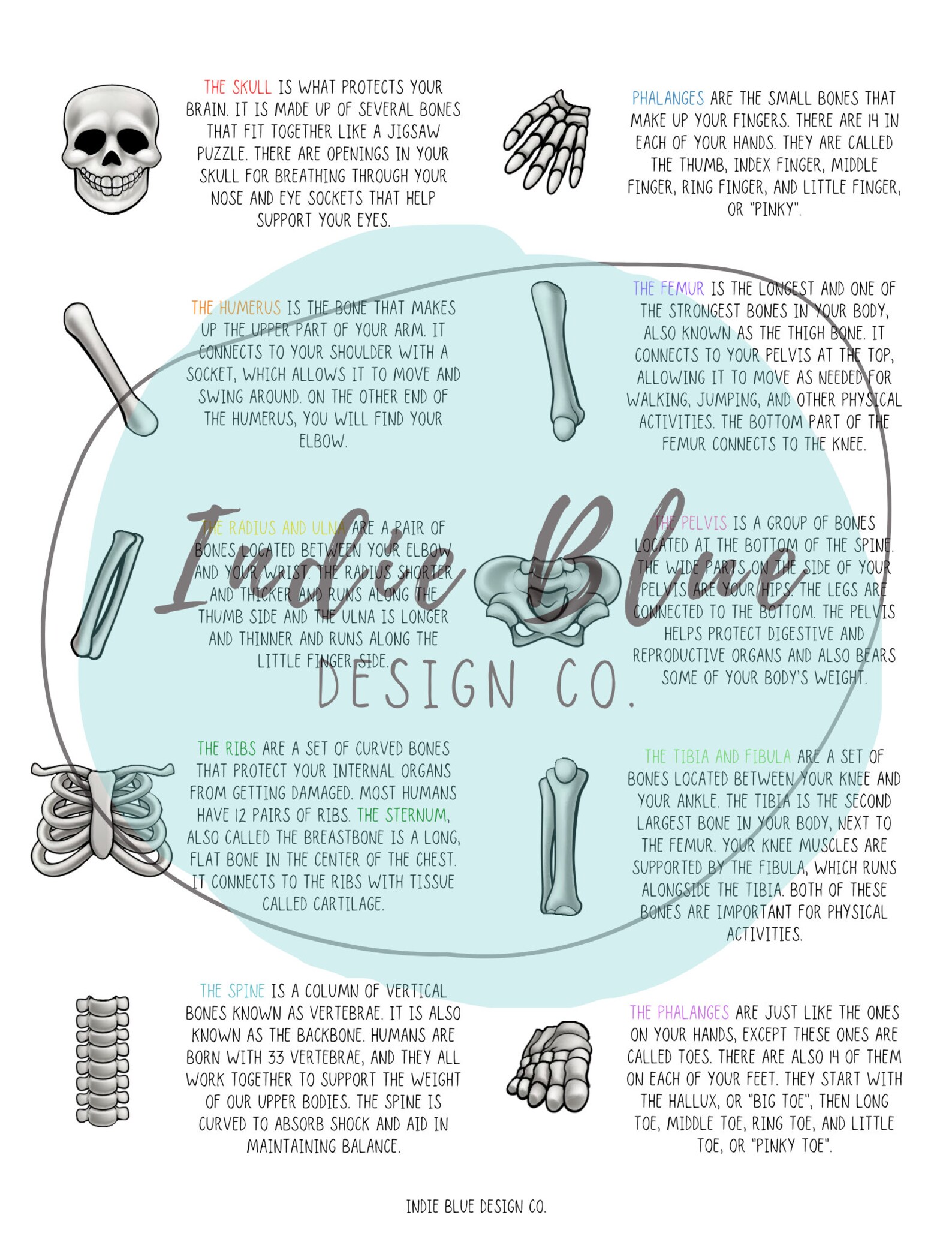 Human Body Study, Bone Matching, Human Body for Kids, Human Body ...