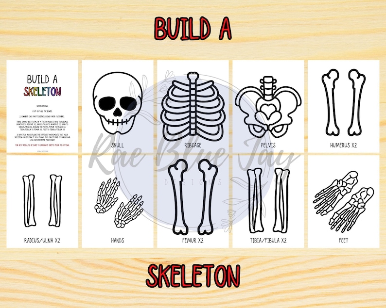 Human Body Unit Study, Human Body Bundle, Learn About the Body, Instant ...