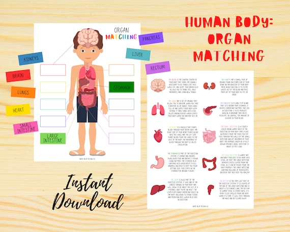 Human Body Study Organ Matching Version 2 Human Body For | Etsy