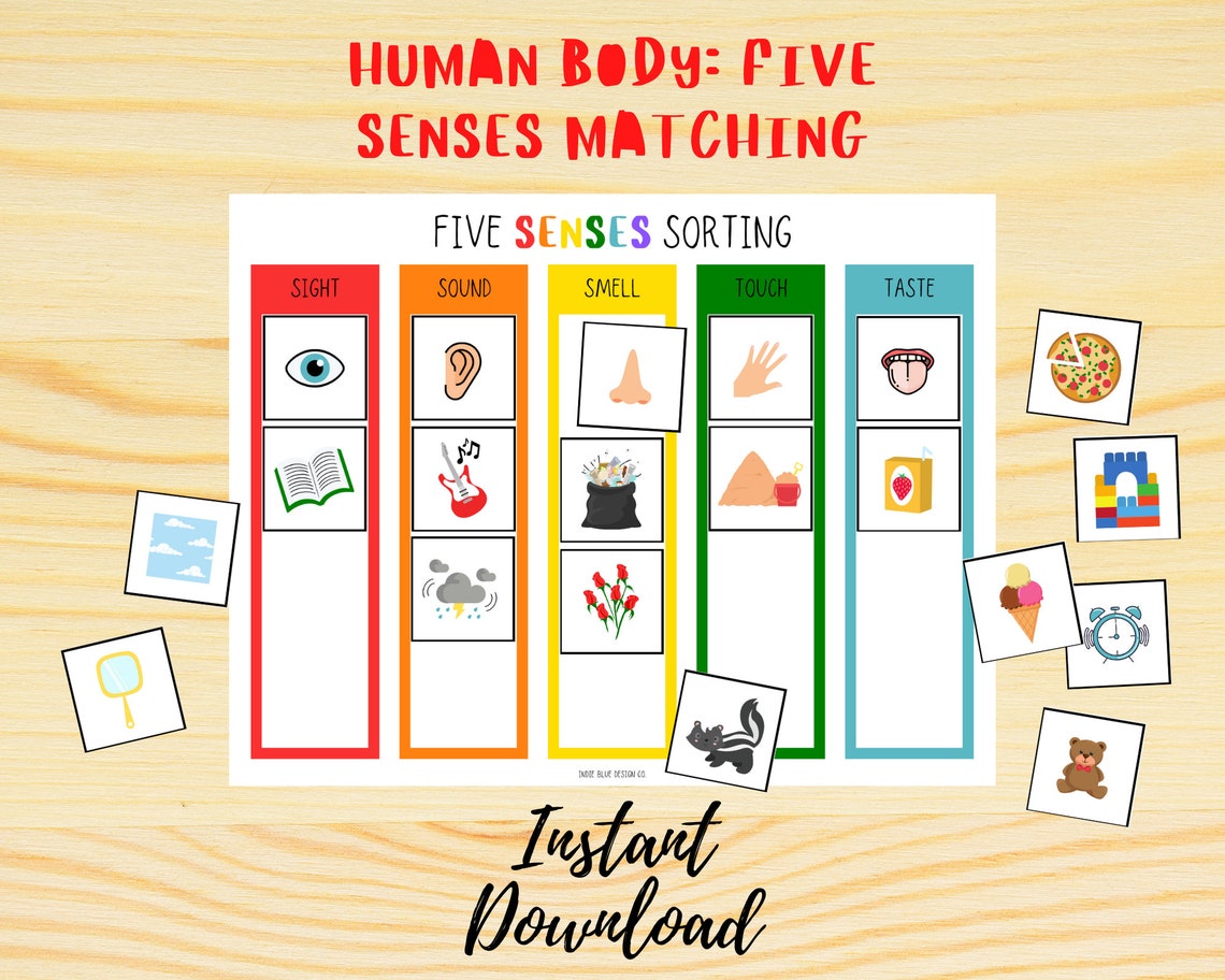 Human Body Study, Five Senses Matching, Human Body for Kids, 5 Senses ...