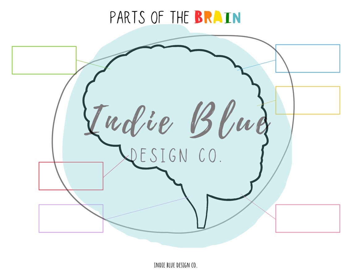 Human Body Study, Parts of the Brain, Brain Puzzle, Brain Activity ...