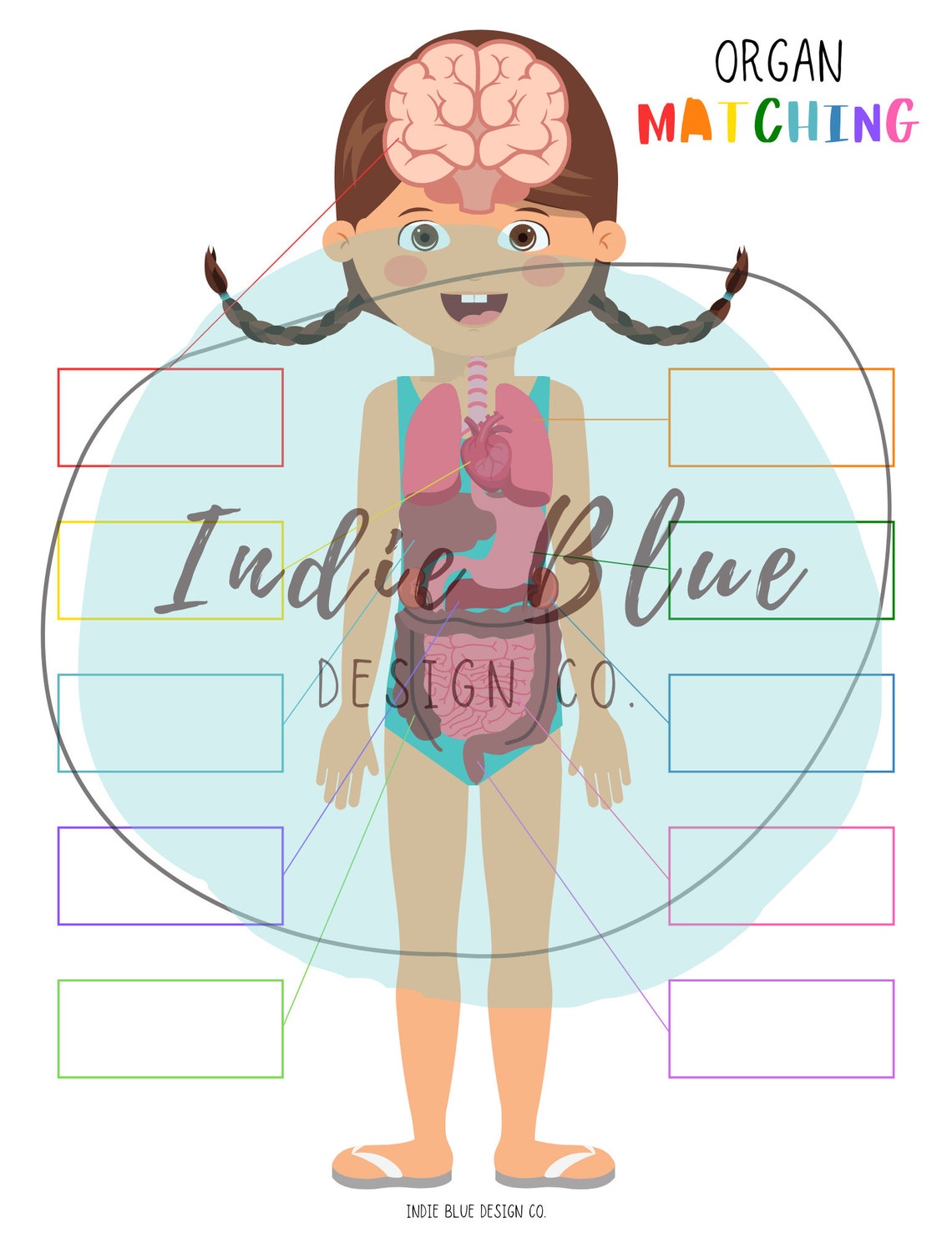 Human Body Study, Organ Matching Version 1, Human Body for Kids, Human ...