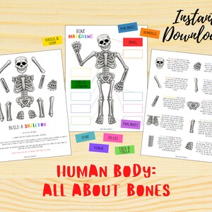 Human Body Study, Bone Matching, Human Body for Kids, Human Body ...
