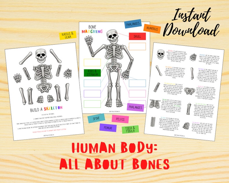 Human Body Study, Bone Matching, Human Body for Kids, Human Body Learning, Human Body Printable ...