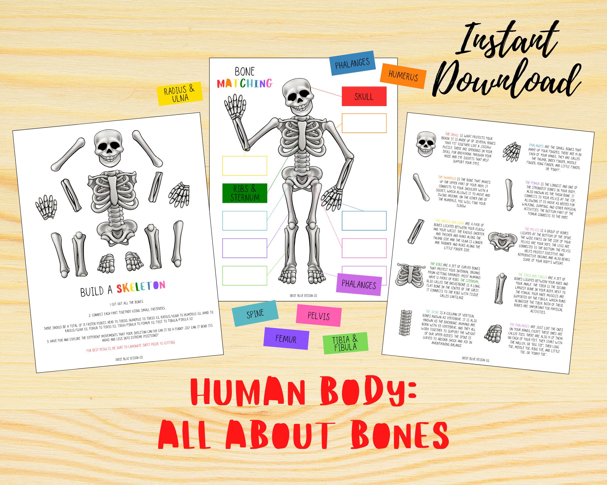 Human Body Study, Bone Matching, Human Body for Kids, Human Body ...