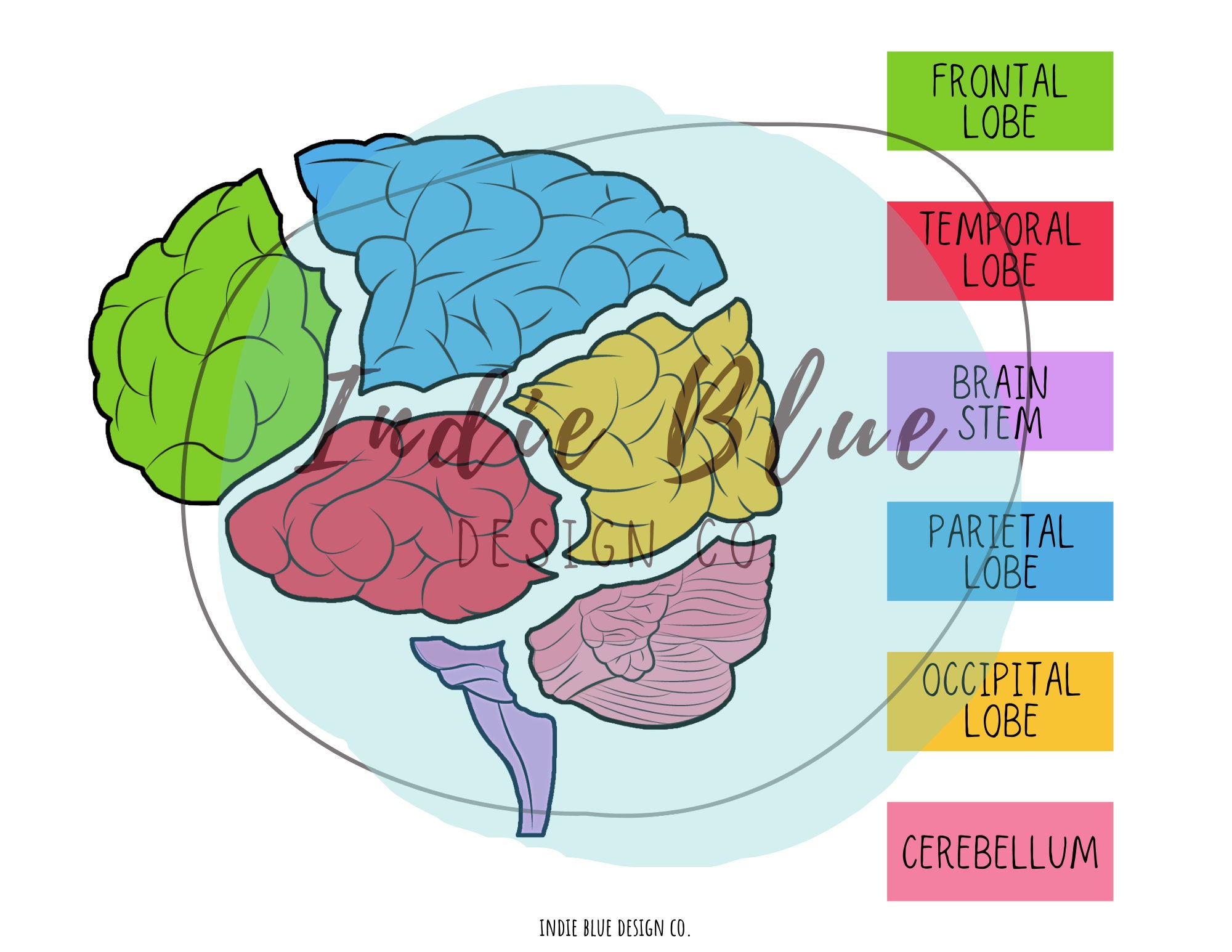 Human Body Study, Parts of the Brain, Brain Puzzle, Brain Activity ...