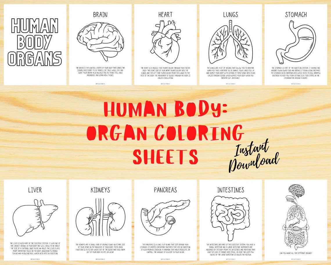 Human Body Study, Organ Coloring Sheets, Human Body Activity, Learn ...