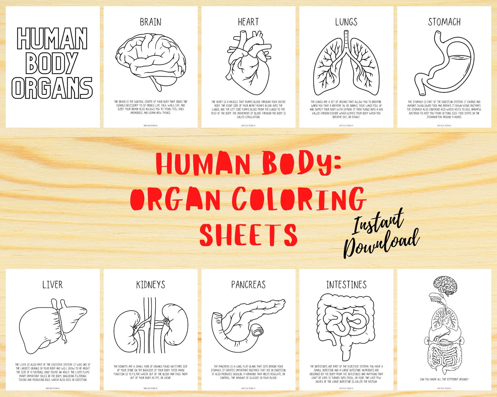 Human Body Study, Organ Coloring Sheets, Human Body Activity, Learn ...
