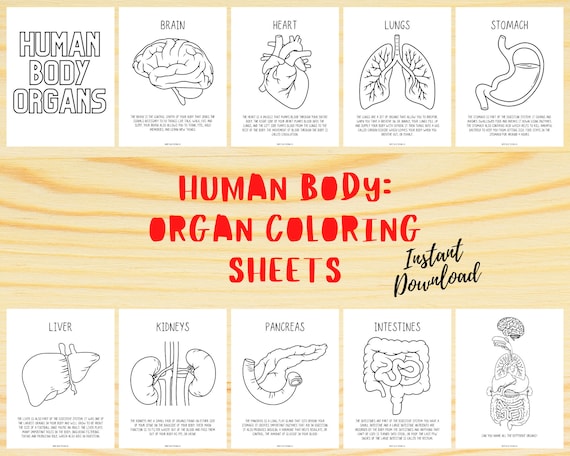 Human Body Study Organ Coloring Sheets Human Body Activity | Etsy