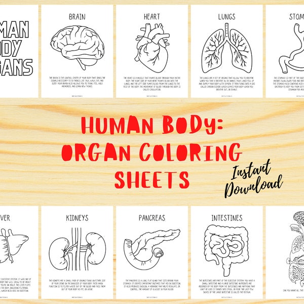 Human Organ Coloring - Etsy UK