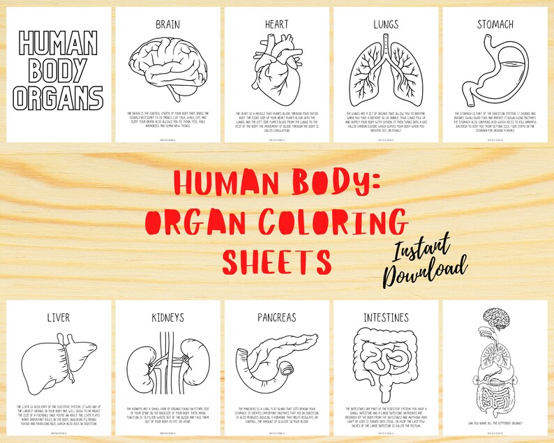 Human Body Study, Organ Coloring Sheets, Human Body Activity, Learn ...