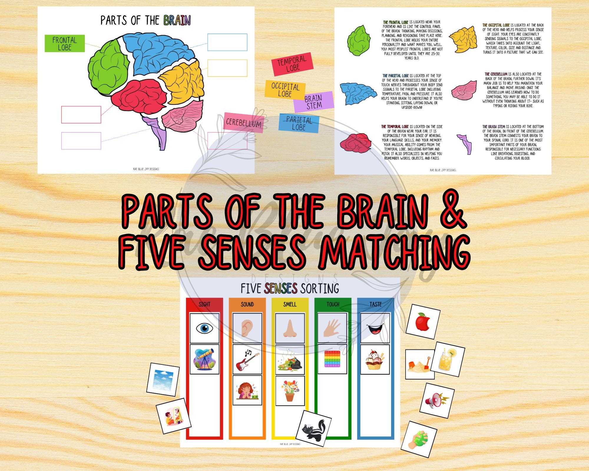 Human Body Unit Study, Human Body Bundle, Learn About the Body, Instant ...