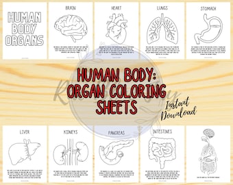 Printable Life Size Human Body Model - Etsy Canada