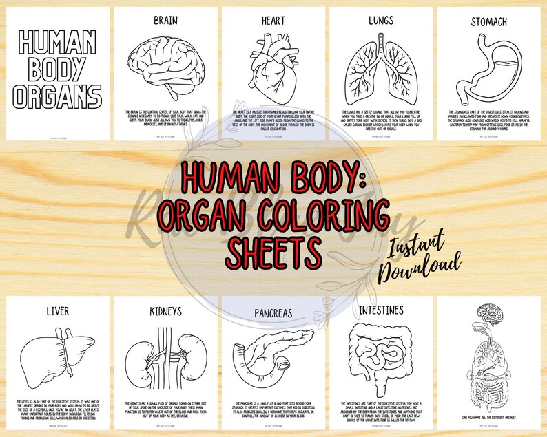 Human Body Study, Organ Coloring Sheets, Human Body Activity, Learn ...
