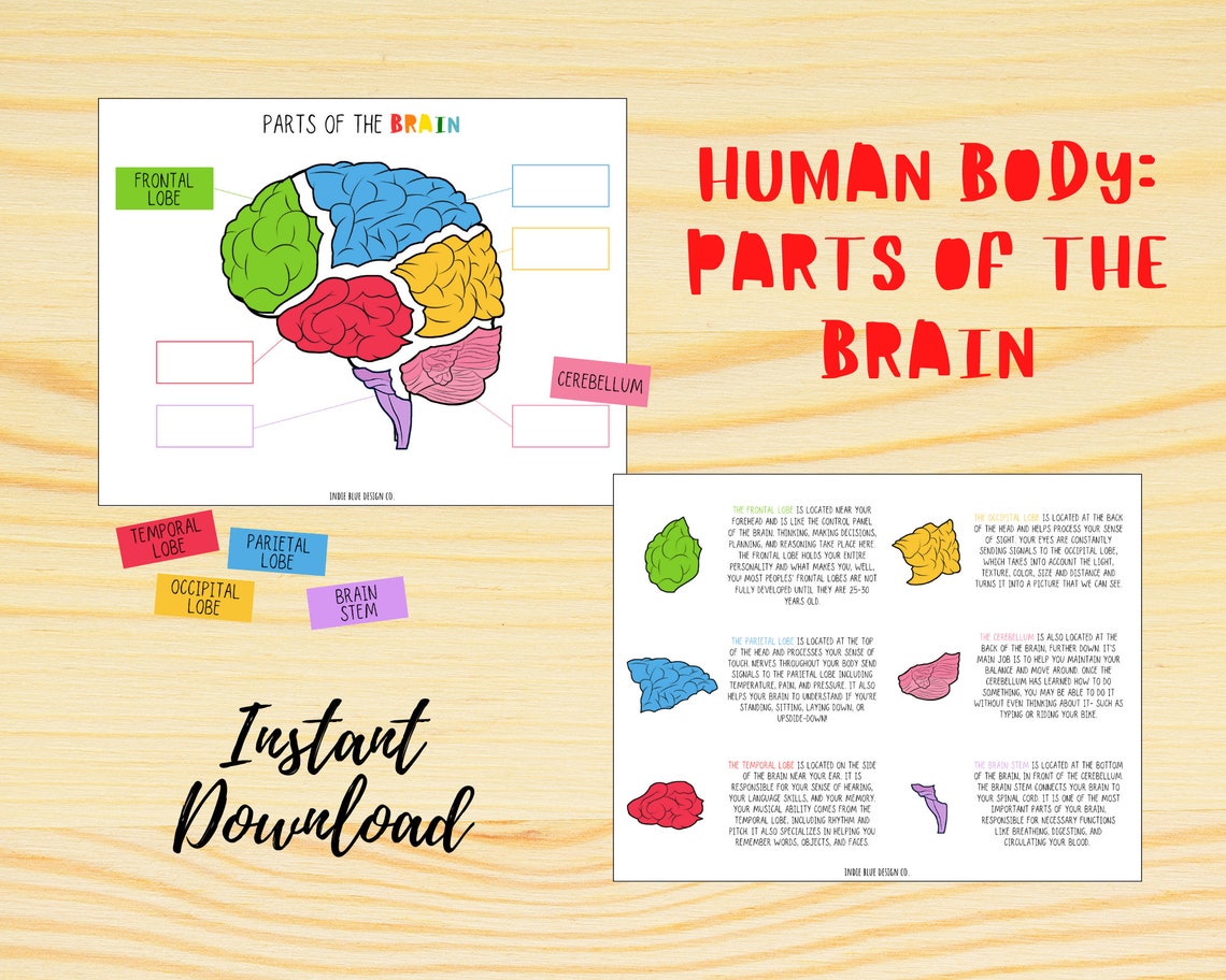 Human Body Study, Parts of the Brain, Brain Puzzle, Brain Activity ...