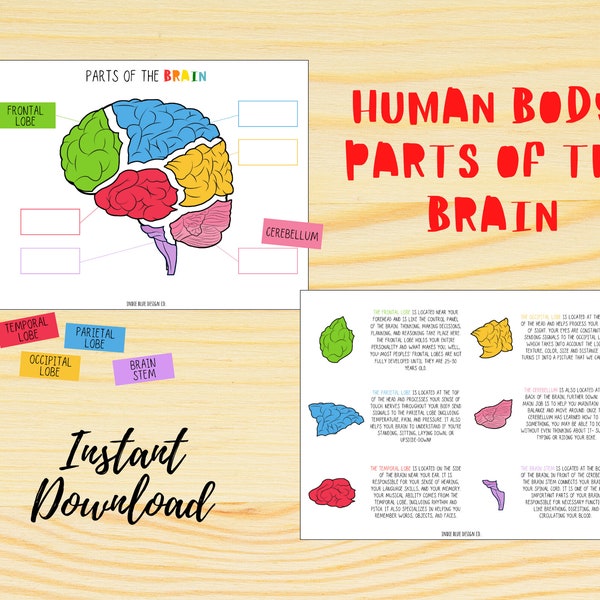 Human Body Puzzle - Etsy