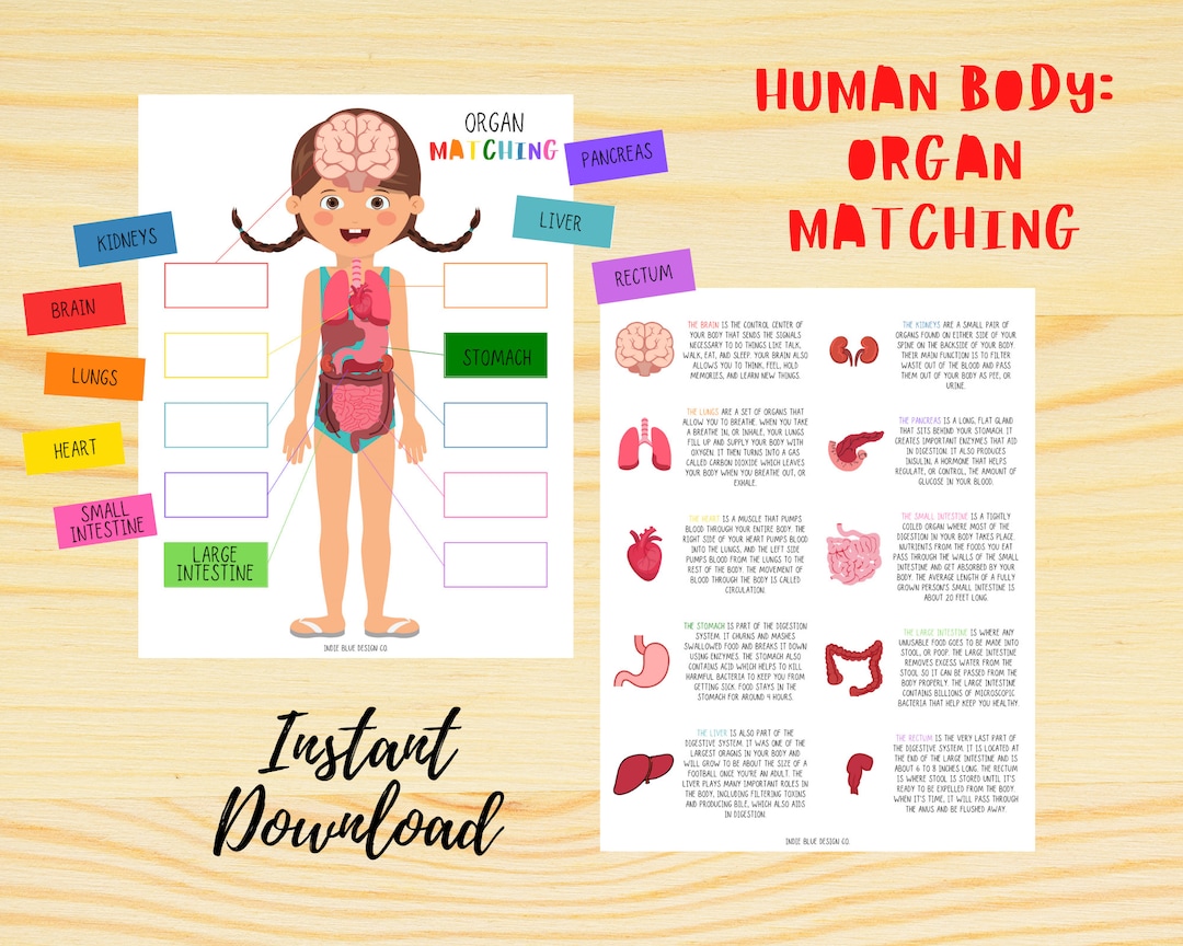 Human Body Study, Organ Matching Version 1, Human Body for Kids, Human ...