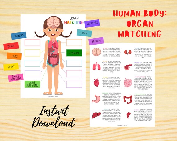 Human Body Study Organ Matching Version 1 Human Body for | Etsy