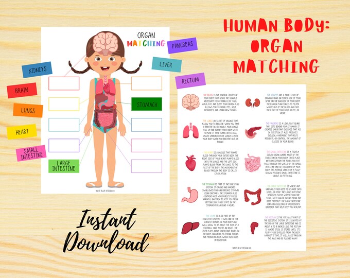 Printable Life Size Human Body Model - Etsy Canada