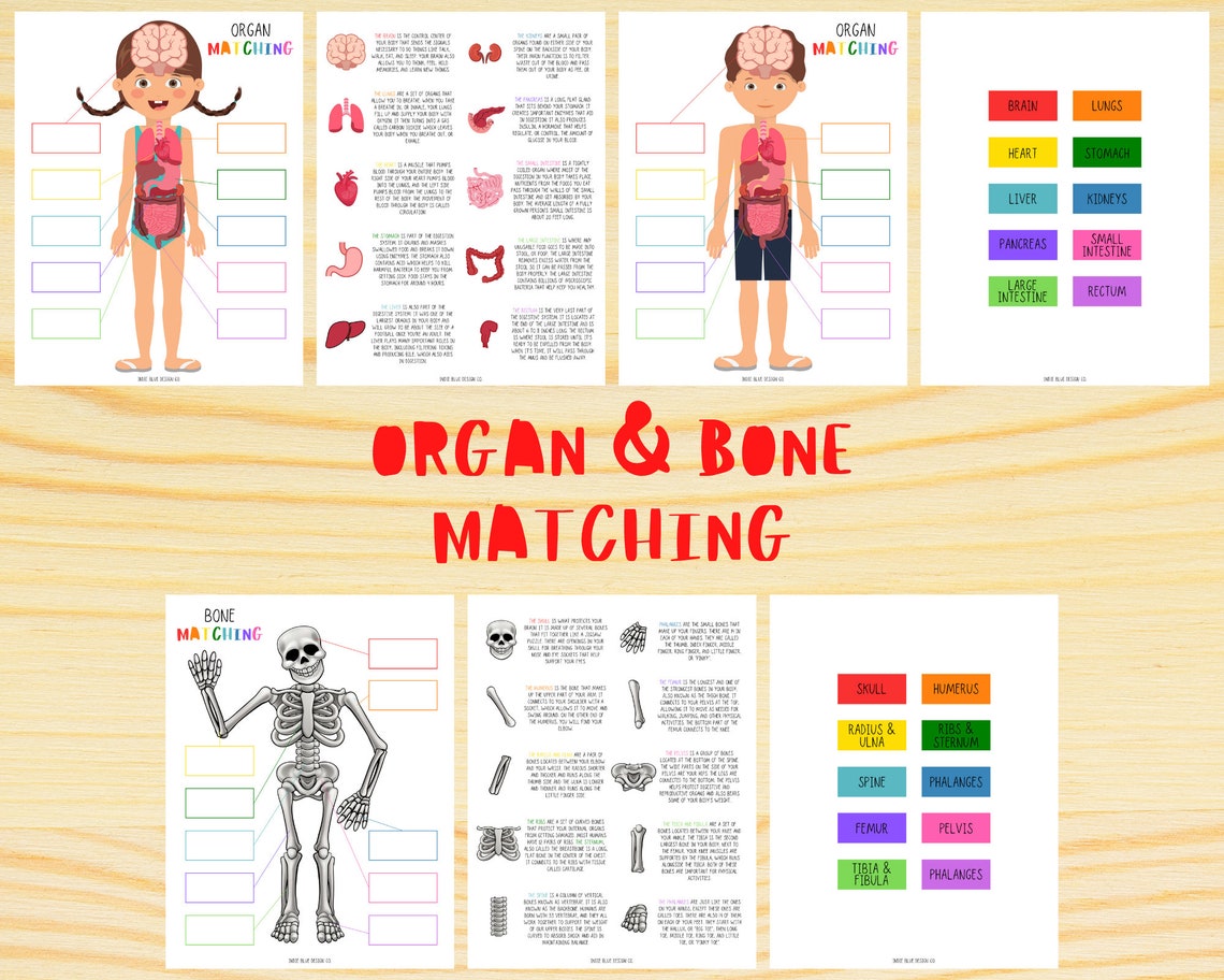 Human Body Unit Study Human Body Bundle Learn About the - Etsy